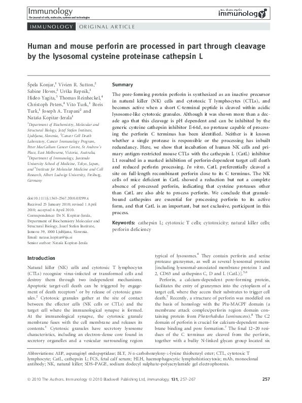 (PDF) Human and mouse perforin are processed in part through cleavage ...