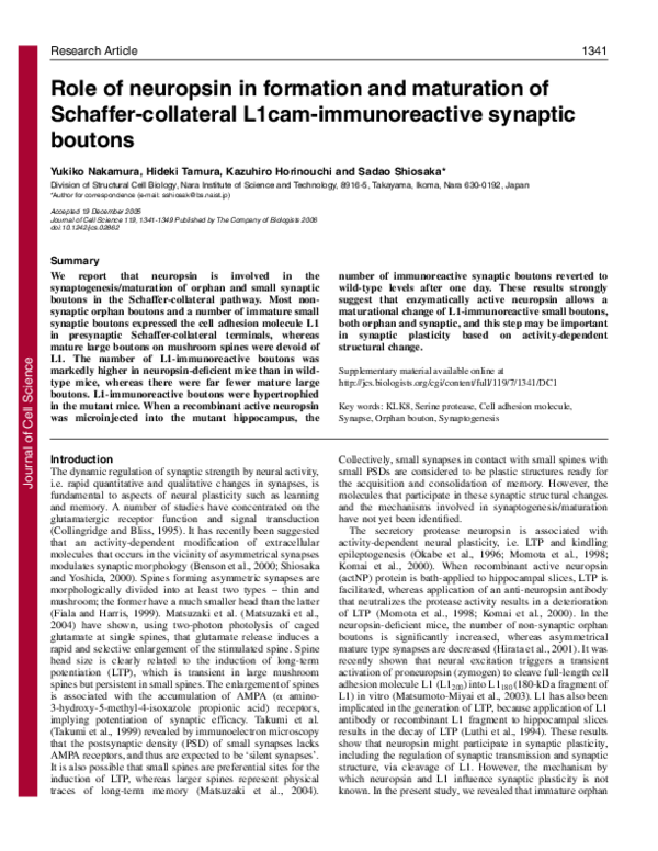 (PDF) Role of neuropsin in formation and maturation of Schaffer ...