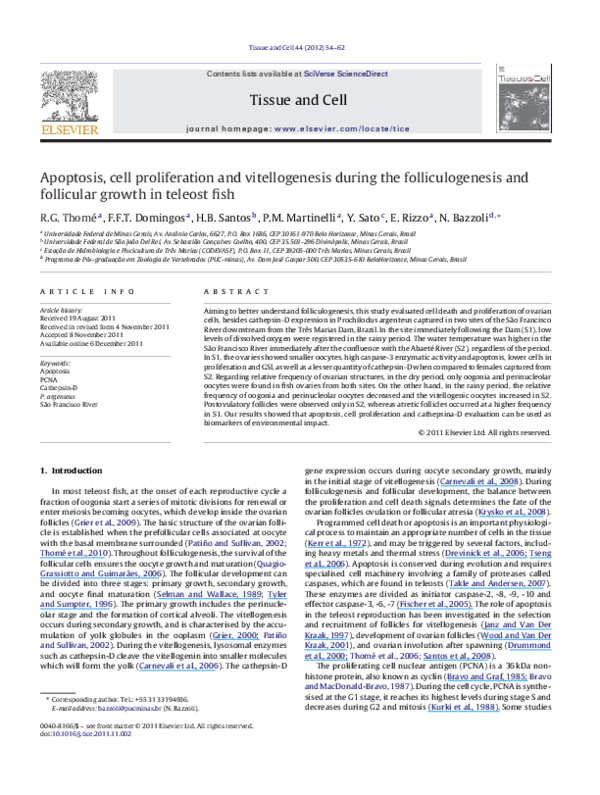 (PDF) Apoptosis, cell proliferation and vitellogenesis during the ...
