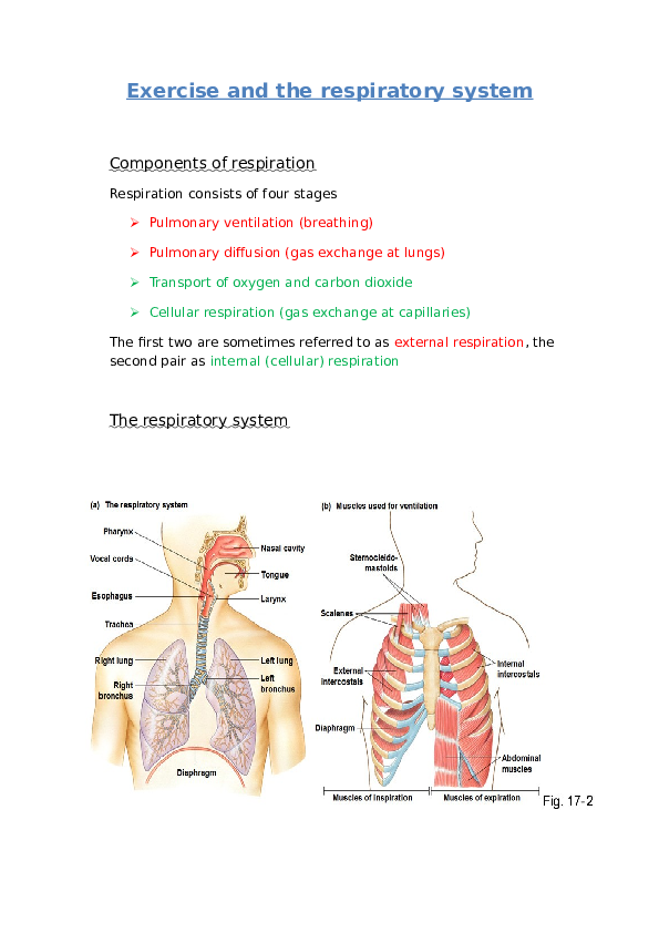 (DOC) Exercise and the respiratory system Components of respiration
