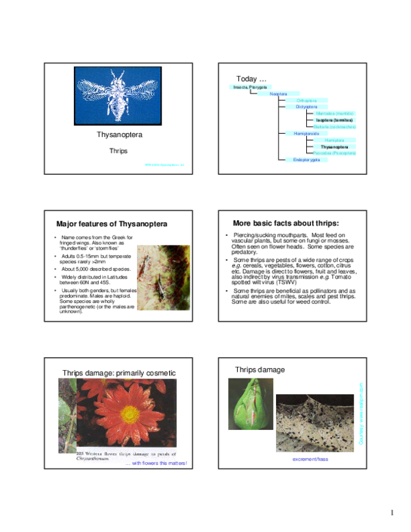 (PDF) Thysanoptera s
