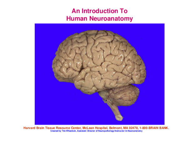 (PDF) An Introduction To Human Neuroanatomy