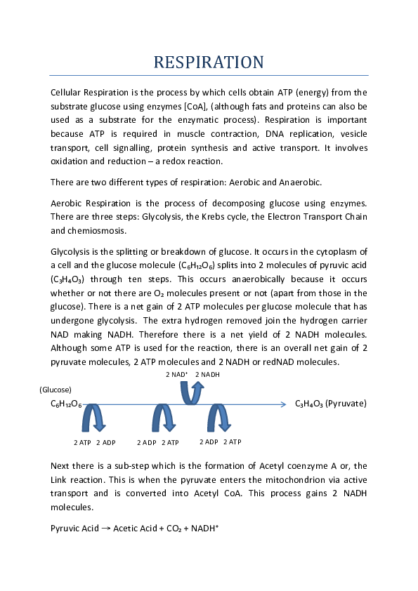 (PDF) IB Respiration Summary
