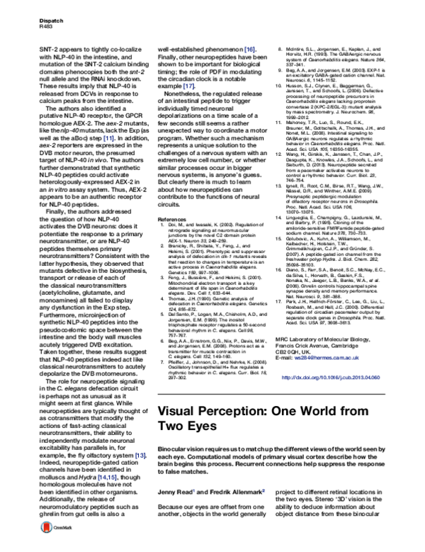 (PDF) Visual Perception: One World from Two Eyes