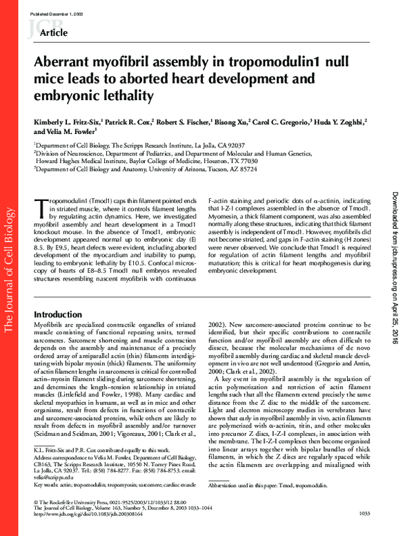(PDF) Aberrant myofibril assembly in tropomodulin1 null mice leads to ...