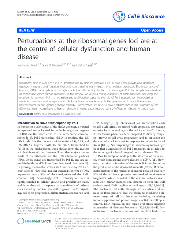 (PDF) Perturbations at the ribosomal genes loci are at the centre of ...