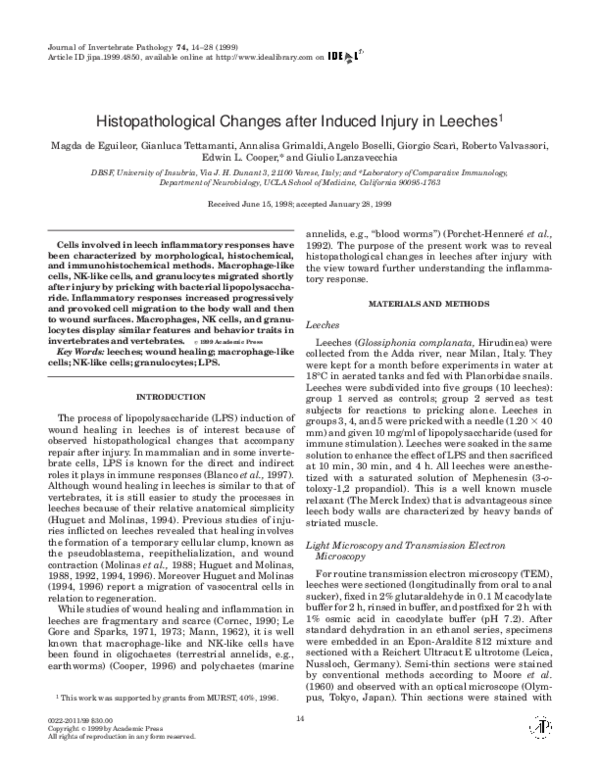 (PDF) Histopathological Changes after Induced Injury in Leeches