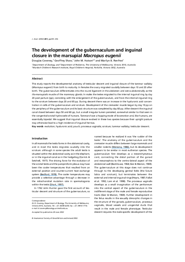 (PDF) The development of the gubernaculum and inguinal closure in the ...