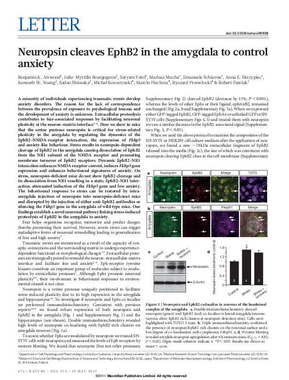 (PDF) Neuropsin cleaves EphB2 in the amygdala to control anxiety ...