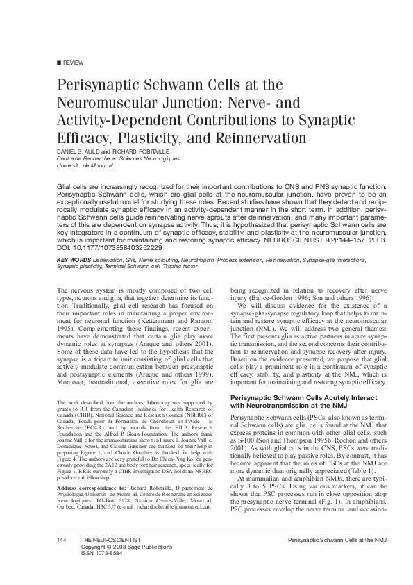 (PDF) Perisynaptic Schwann cells at the neuromuscular junction: nerve ...