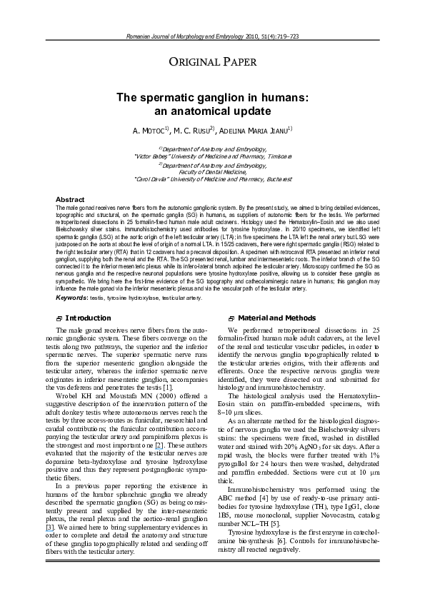 (PDF) The spermatic ganglion in humans: An anatomical update | Adrian ...