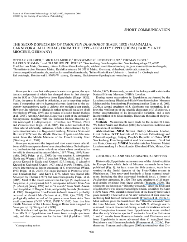 (PDF) The Second Specimen of Simocyon Diaphorus (Kaup, 1832) (Mammalia ...