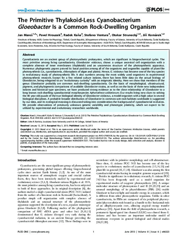 (PDF) The Primitive Thylakoid-Less Cyanobacterium Gloeobacter Is a ...