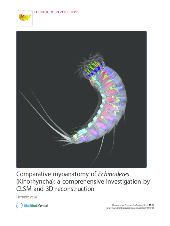 (PDF) Comparative myoanatomy of Echinoderes (Kinorhyncha): a ...