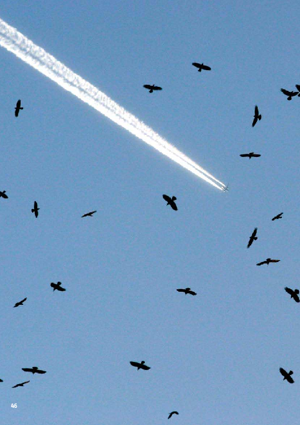 (PDF) FlySafe: an early warning system to reduce risk of bird strikes
