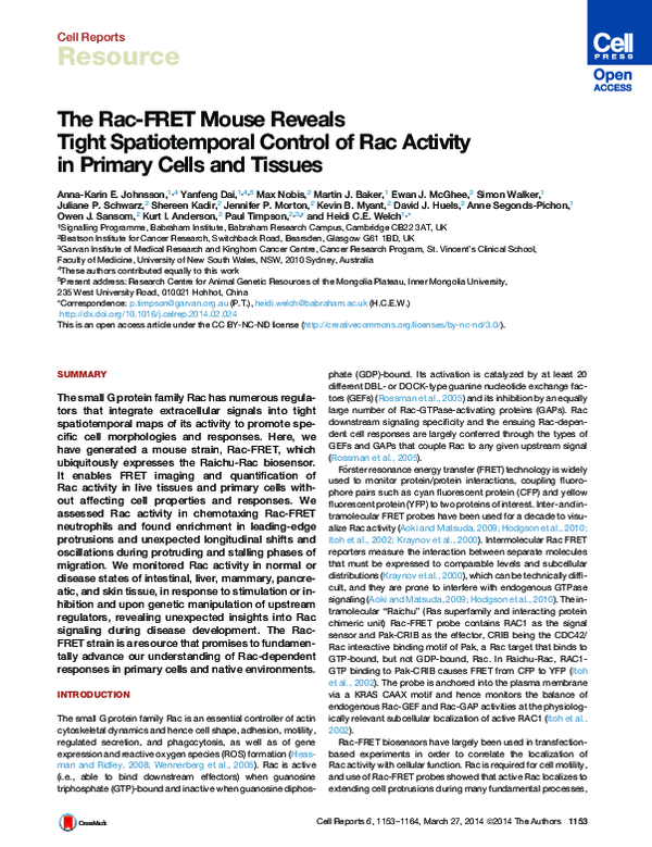 (PDF) The Rac-FRET Mouse Reveals Tight Spatiotemporal Control of Rac ...
