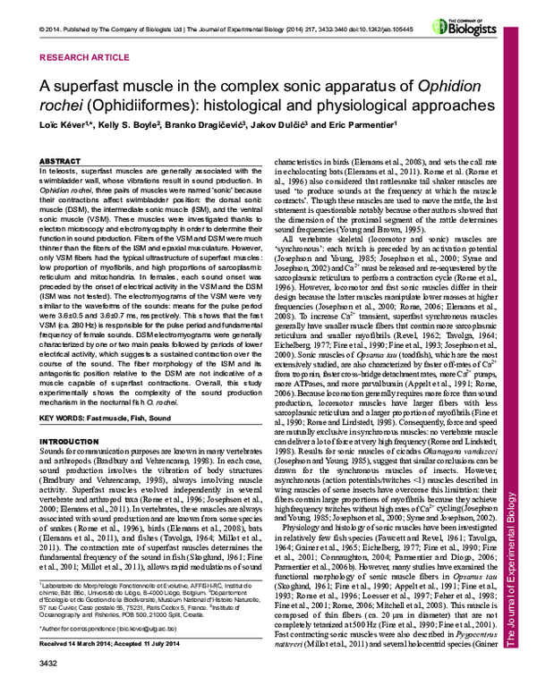 (PDF) A superfast muscle in the complex sonic apparatus of Ophidion ...