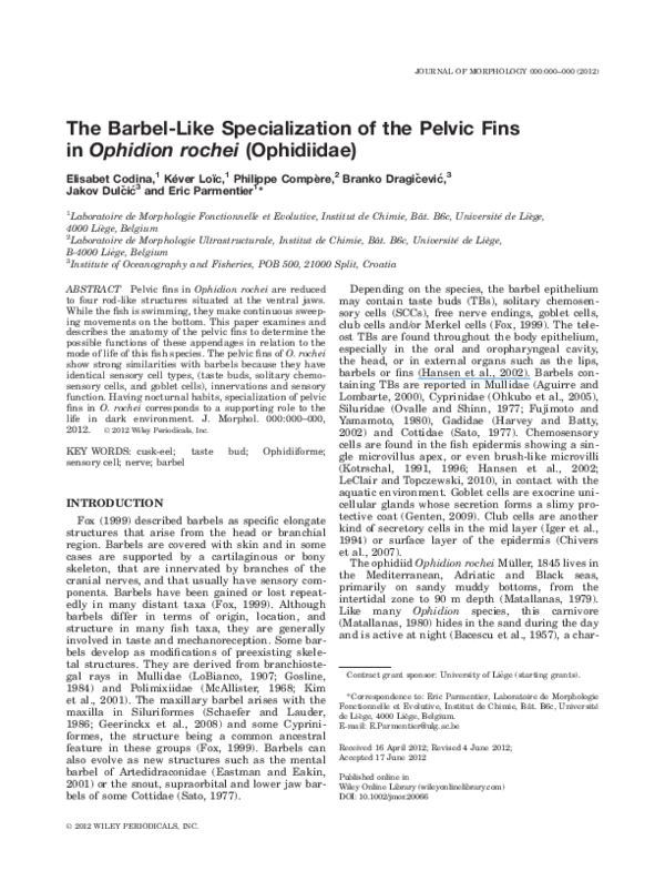 (PDF) The barbel-like specialization of the pelvic fins in Ophidion ...