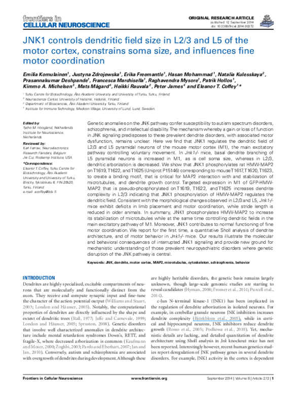 (PDF) JNK1 controls dendritic field size in L2/3 and L5 of the motor cortex, constrains soma ...