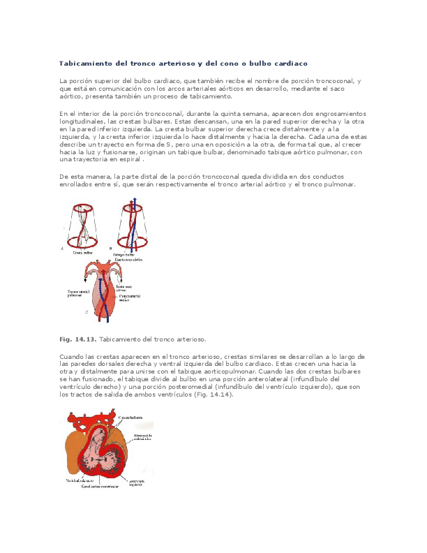 (DOC) Tabicamiento del tronco arterioso y del cono o bulbo cardiaco
