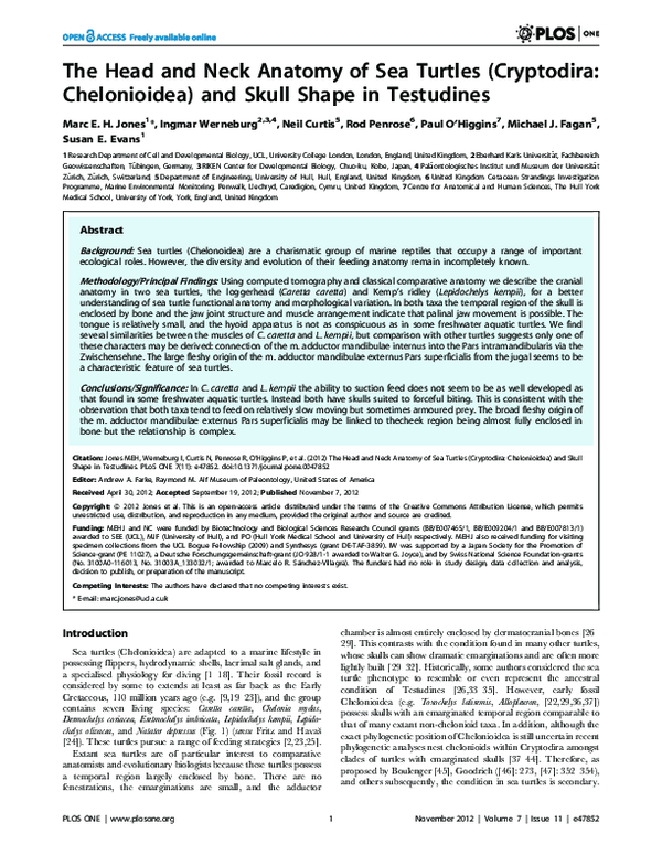 (PDF) The Head and Neck Anatomy of Sea Turtles (Cryptodira ...