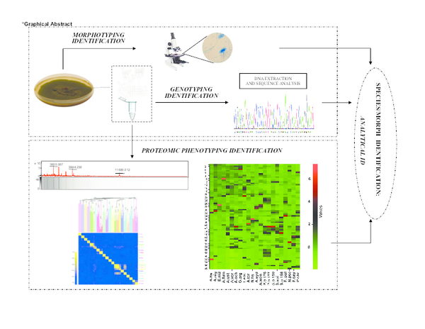 Pdf Maldi Tof Ms Proteomic Phenotyping Of Filamentous And Other Fungi From Clinical Origin