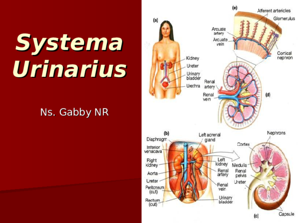 (PPT) Tractus Urinarius