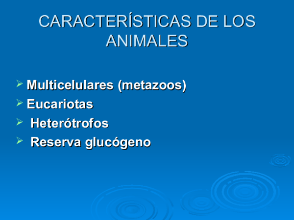 (PPT) CARACTERÍSTICAS DE LOS ANIMALES