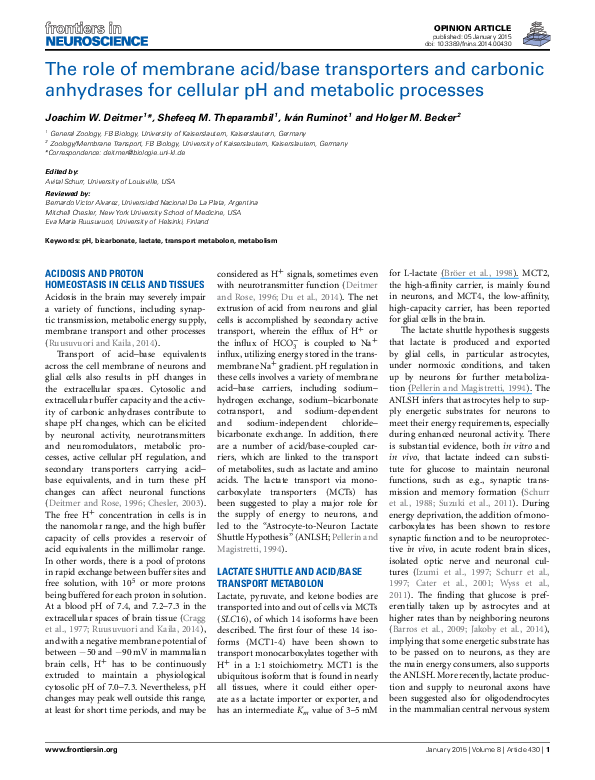 (PDF) The role of membrane acid/base transporters and carbonic ...