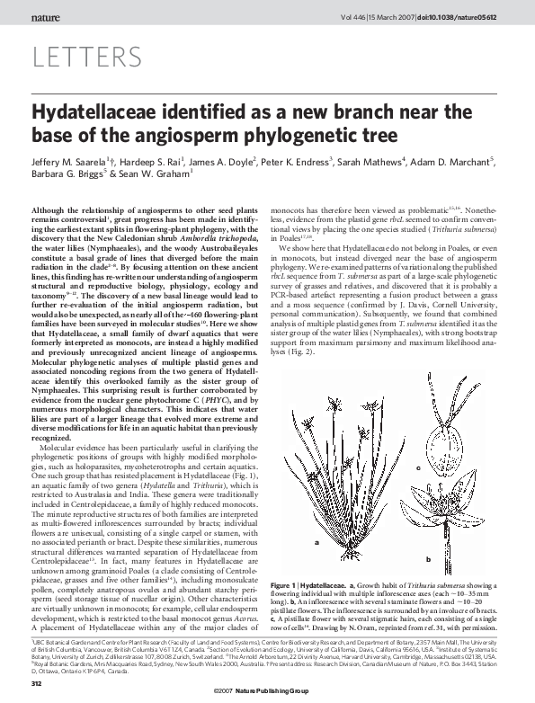 (PDF) Hydatellaceae identified as a new branch near the base of the ...