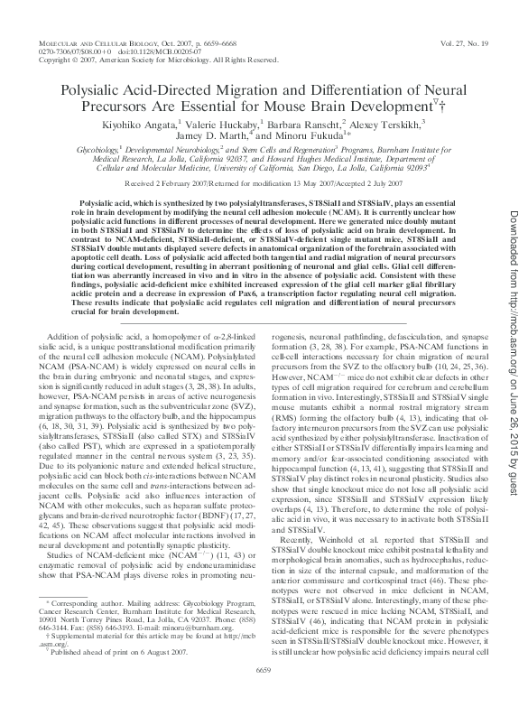 (PDF) Polysialic acid affects pathophysiological consequences of status epilepticus | Anton ...
