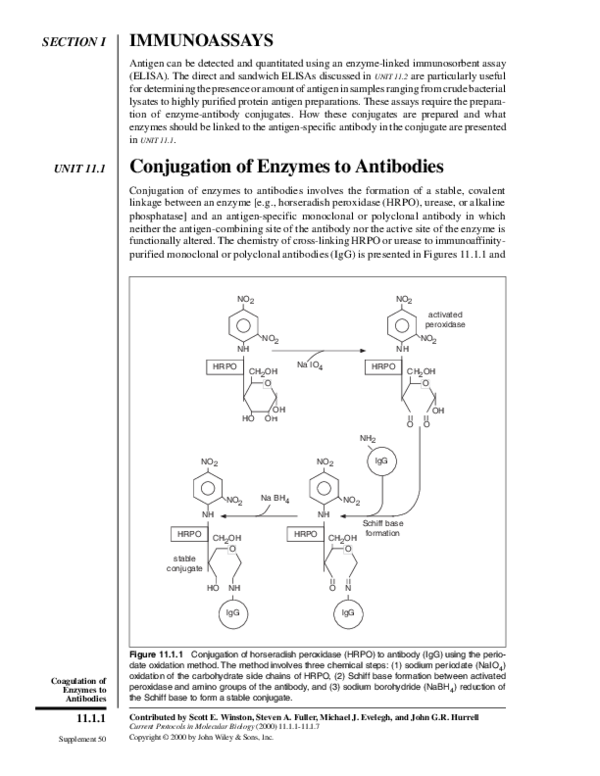 (PDF) Conjugation of Enzymes to Antibodies