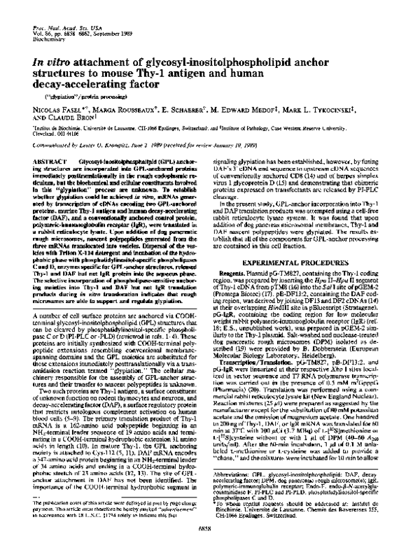 (PDF) In vitro attachment of glycosyl-inositolphospholipid anchor ...