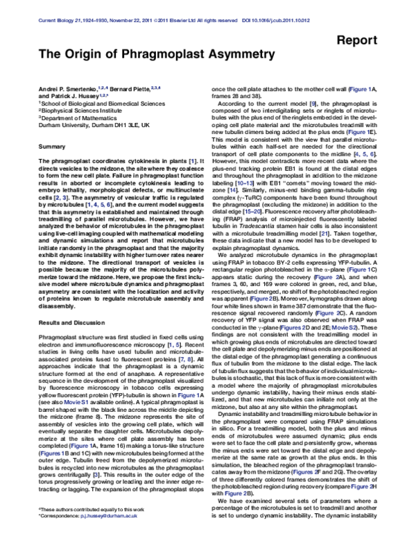 (PDF) The Origin of Phragmoplast Asymmetry