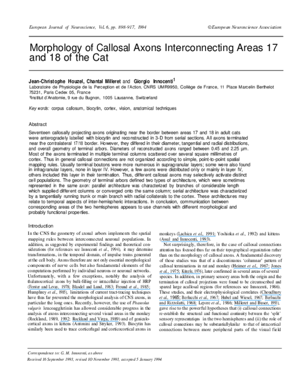(PDF) Morphology of Callosal Axons Interconnecting Areas 17 and 18 of ...