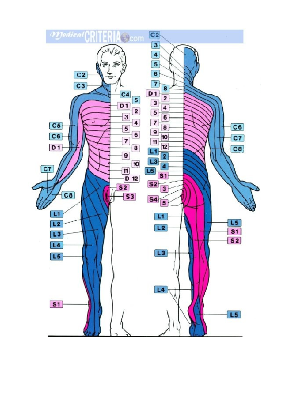 (DOC) Levels of principal dermatomes