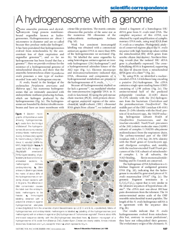 (PDF) A hydrogenosome with a genome