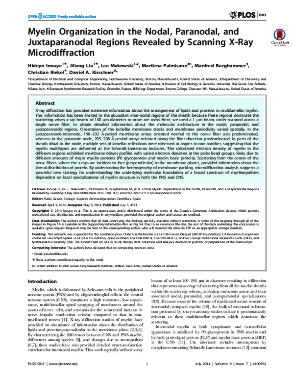 (PDF) Myelin organization in the nodal, paranodal, and juxtaparanodal ...