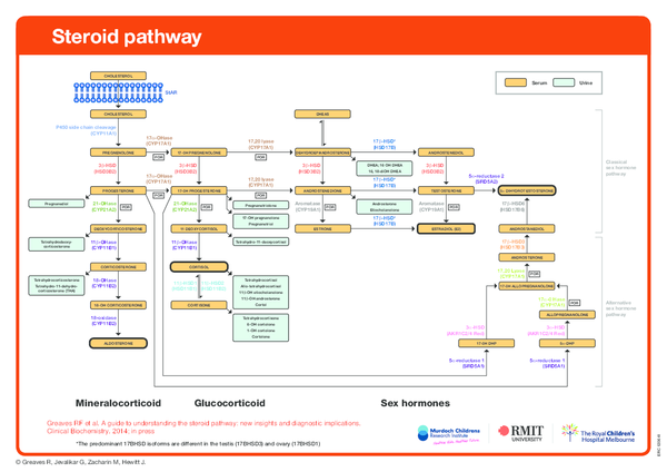(PDF) A guide to understanding the steroid pathway: new insights and ...