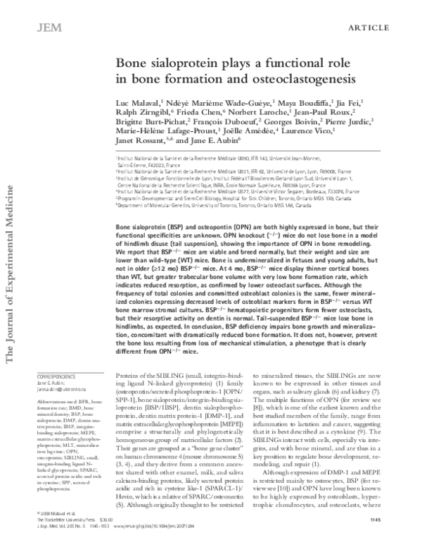 (PDF) Bone sialoprotein plays a functional role in bone formation and ...