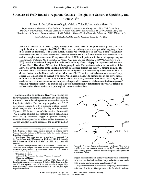 (PDF) Structure of FAD-Bound l -Aspartate Oxidase: Insight into Substrate Specificity and ...