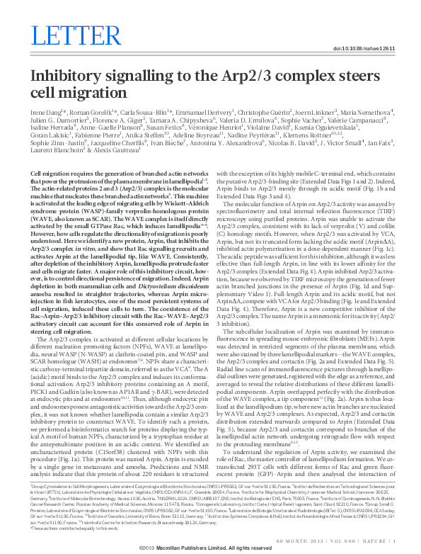 (PDF) Inhibitory signalling to the Arp2/3 complex steers cell migration
