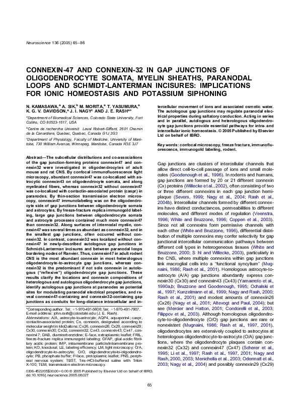 (PDF) Connexin-47 and connexin-32 in gap junctions of oligodendrocyte ...