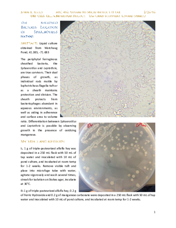 (PDF) The Sheathed Bacteria- Isolation of Sphaerotilus Natans | John A ...