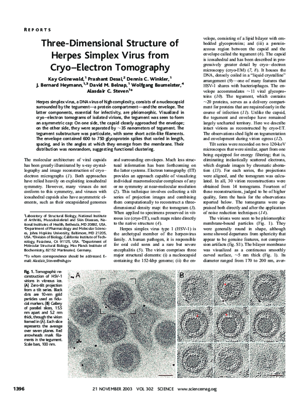 (PDF) Three-dimensional structure of herpes simplex virus from cryo ...