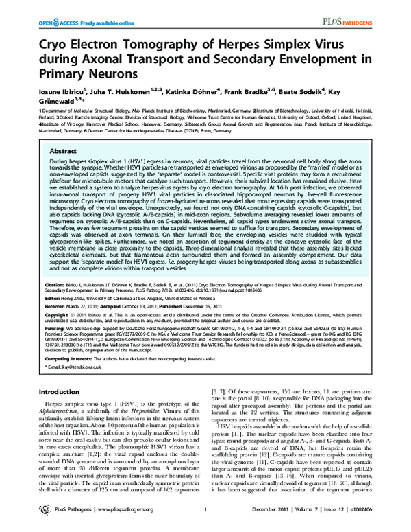 (PDF) Cryo Electron Tomography of Herpes Simplex Virus during Axonal ...