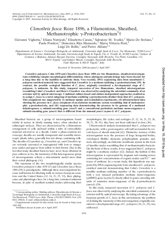 (PDF) Clonothrix fusca Roze 1896, a Filamentous, Sheathed ...
