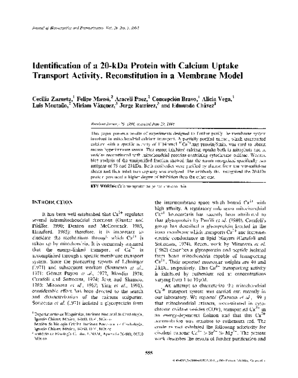 (PDF) Identification of a 20-kDa protein with calcium uptake transport activity. Reconstitution ...