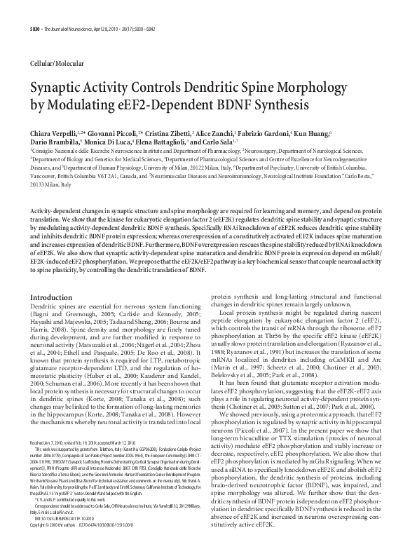 Pdf Synaptic Activity Controls Dendritic Spine Morphology By Modulating Eef2 Dependent Bdnf