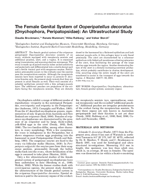 (PDF) The female genital system ofOoperipatellus decoratus (Onychophora ...